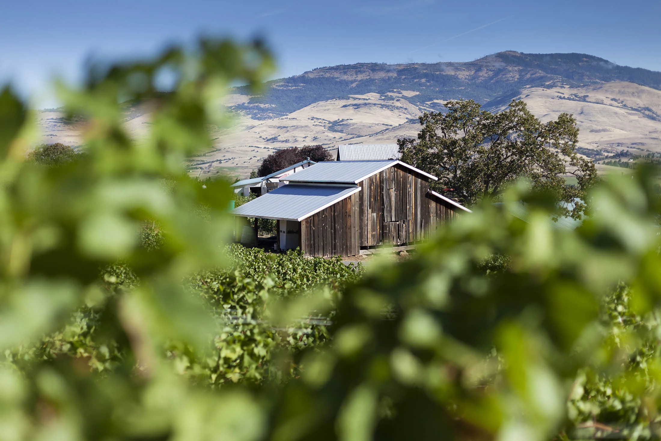 Weisinger Family Winery