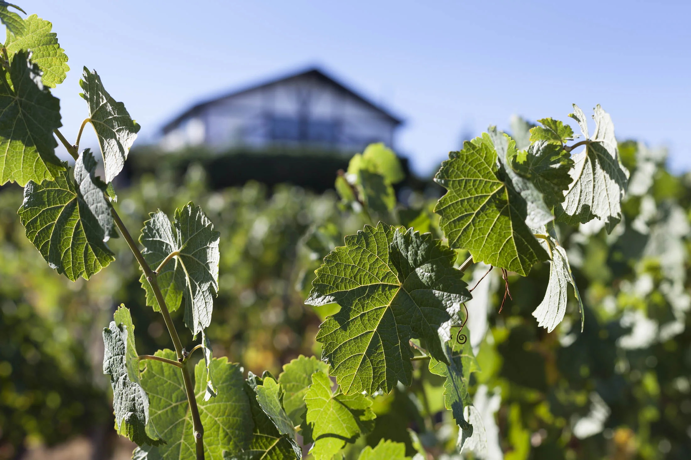 Weisinger Family Winery