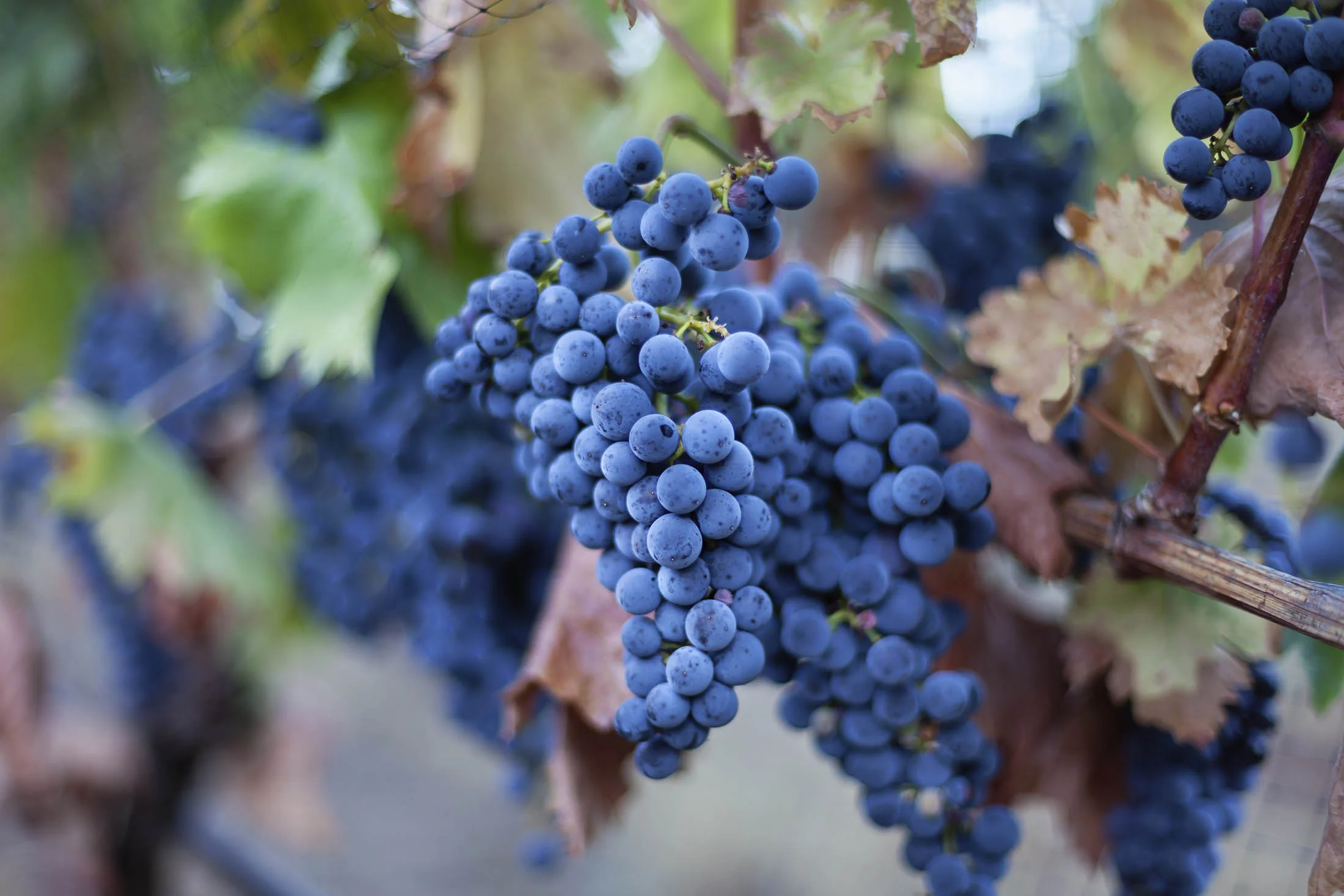 Weisinger Family Winery