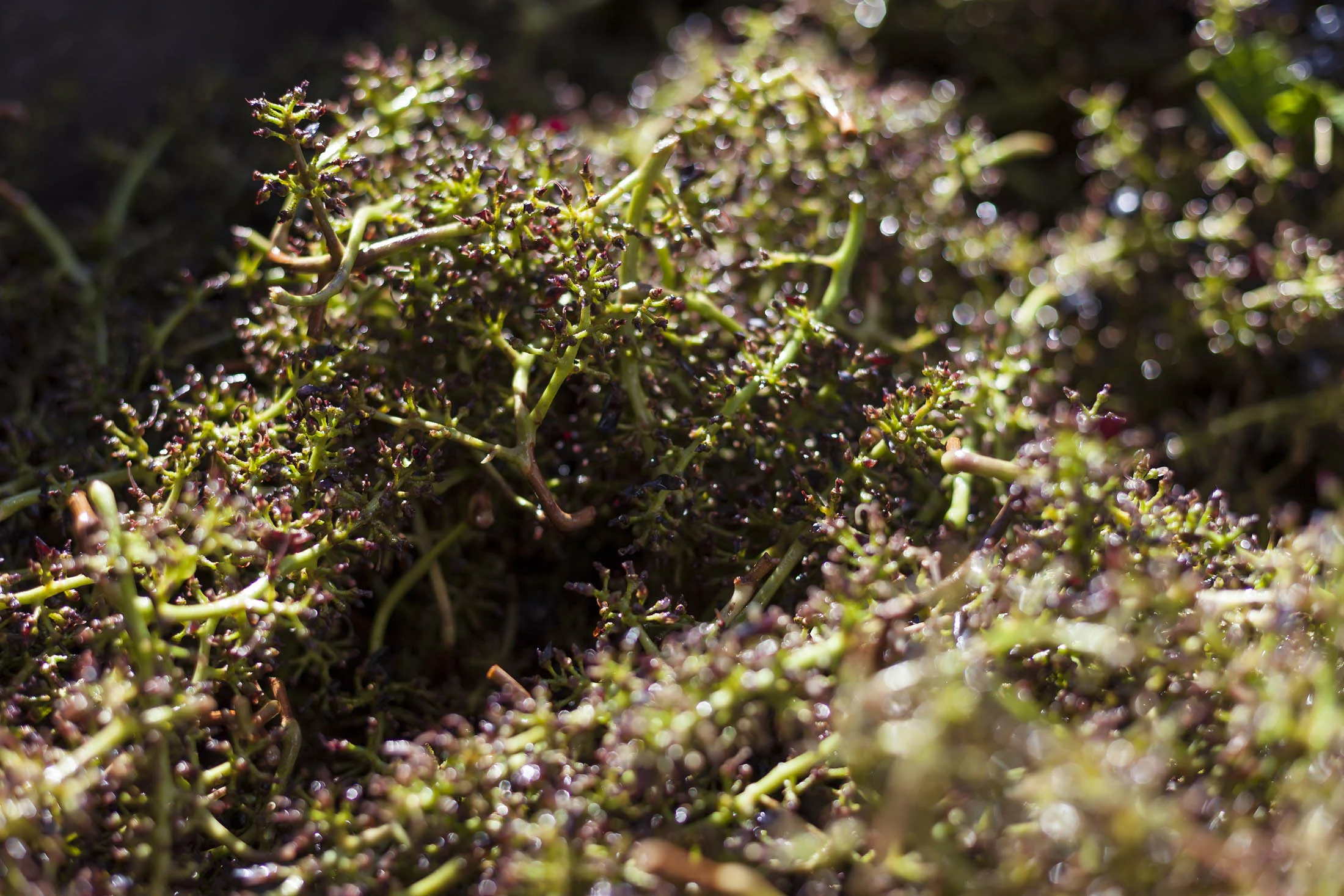 Weisinger Family Winery