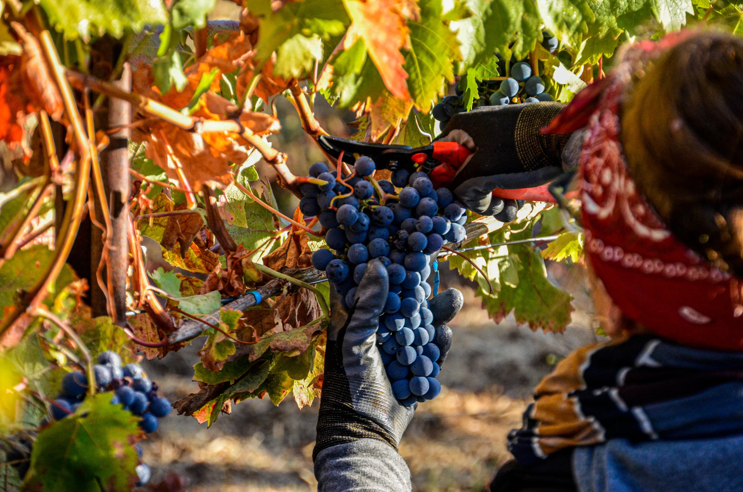 Weisinger Family Winery