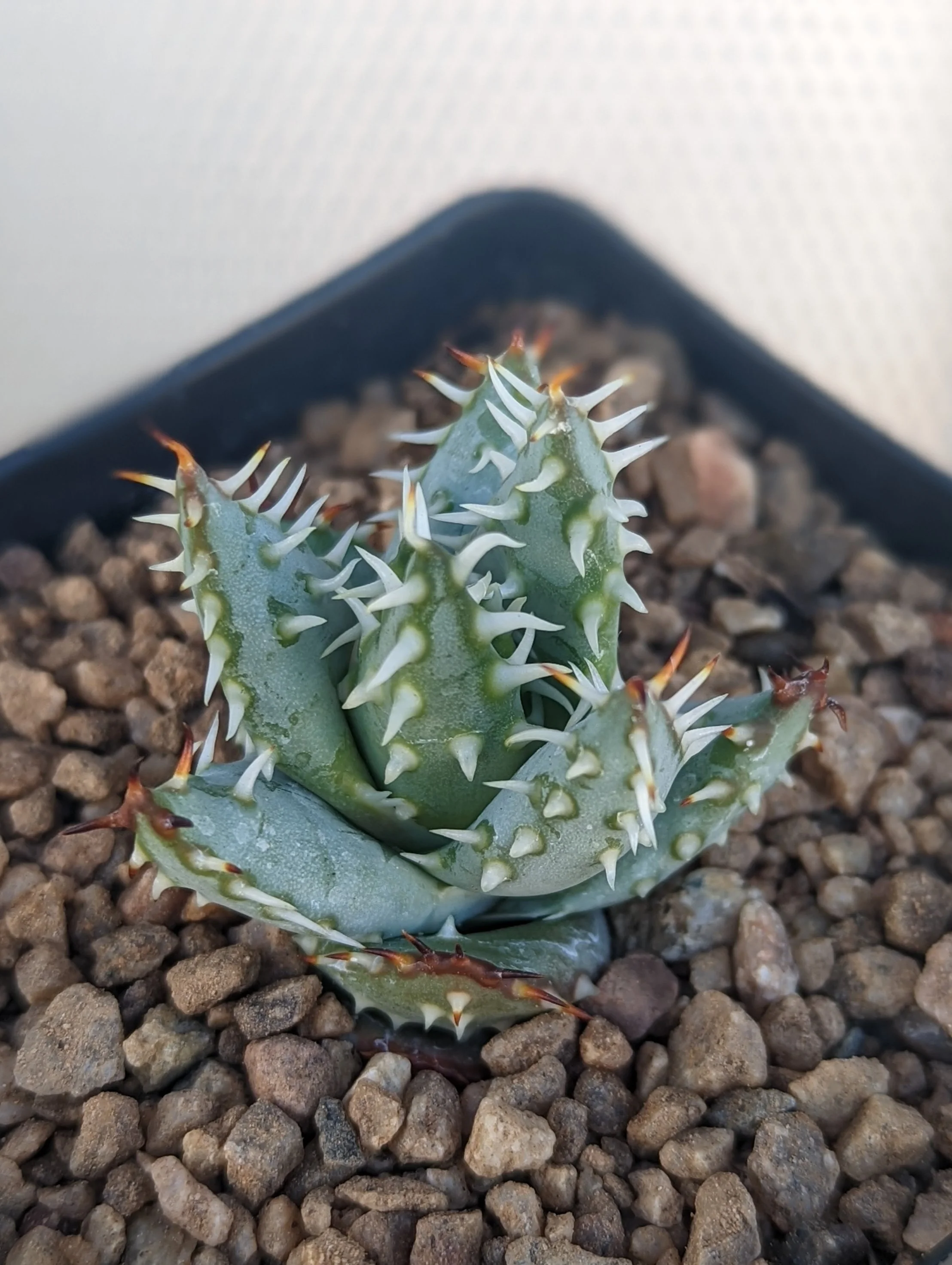 Aloe erinacea — GROW NURSERY