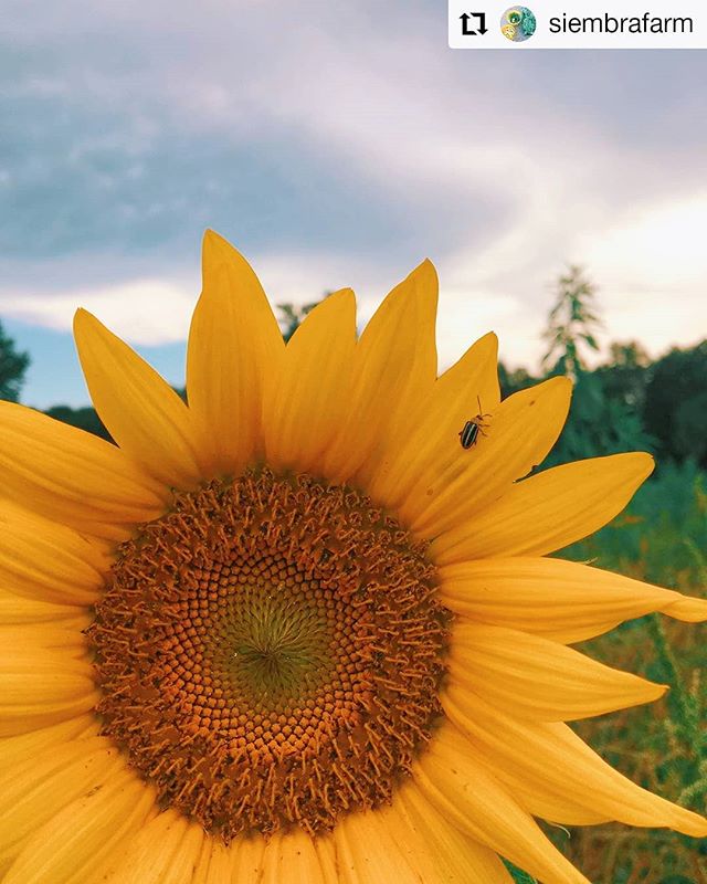 Haile Farmers Market