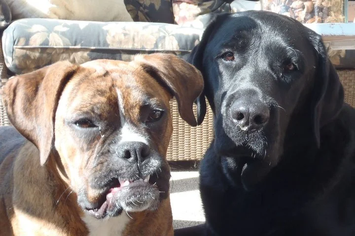 Training Requirements — Your Divine K9