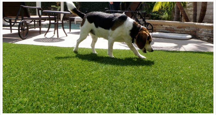 Pet Friendly Turf Ideas — EcoGrass
