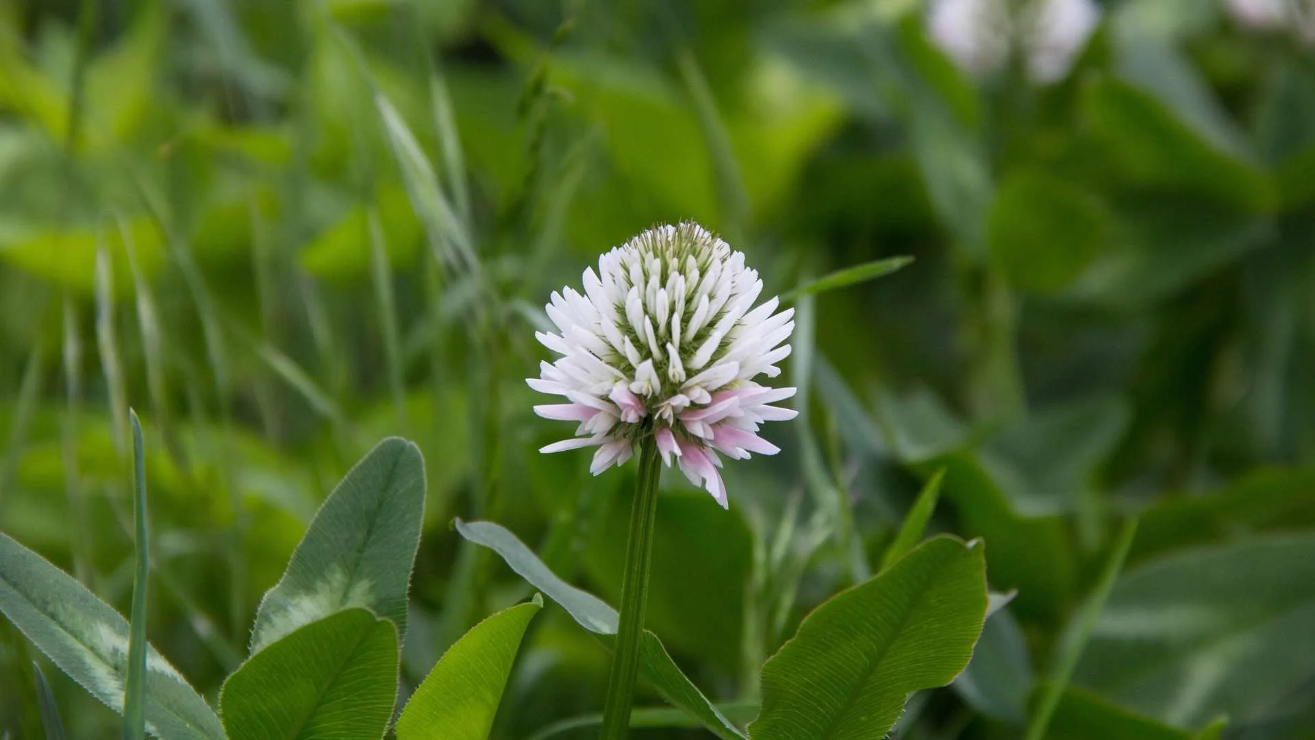 Grass Alternatives: 10 Low-Maintenance Lawn Replacements — EcoGrass