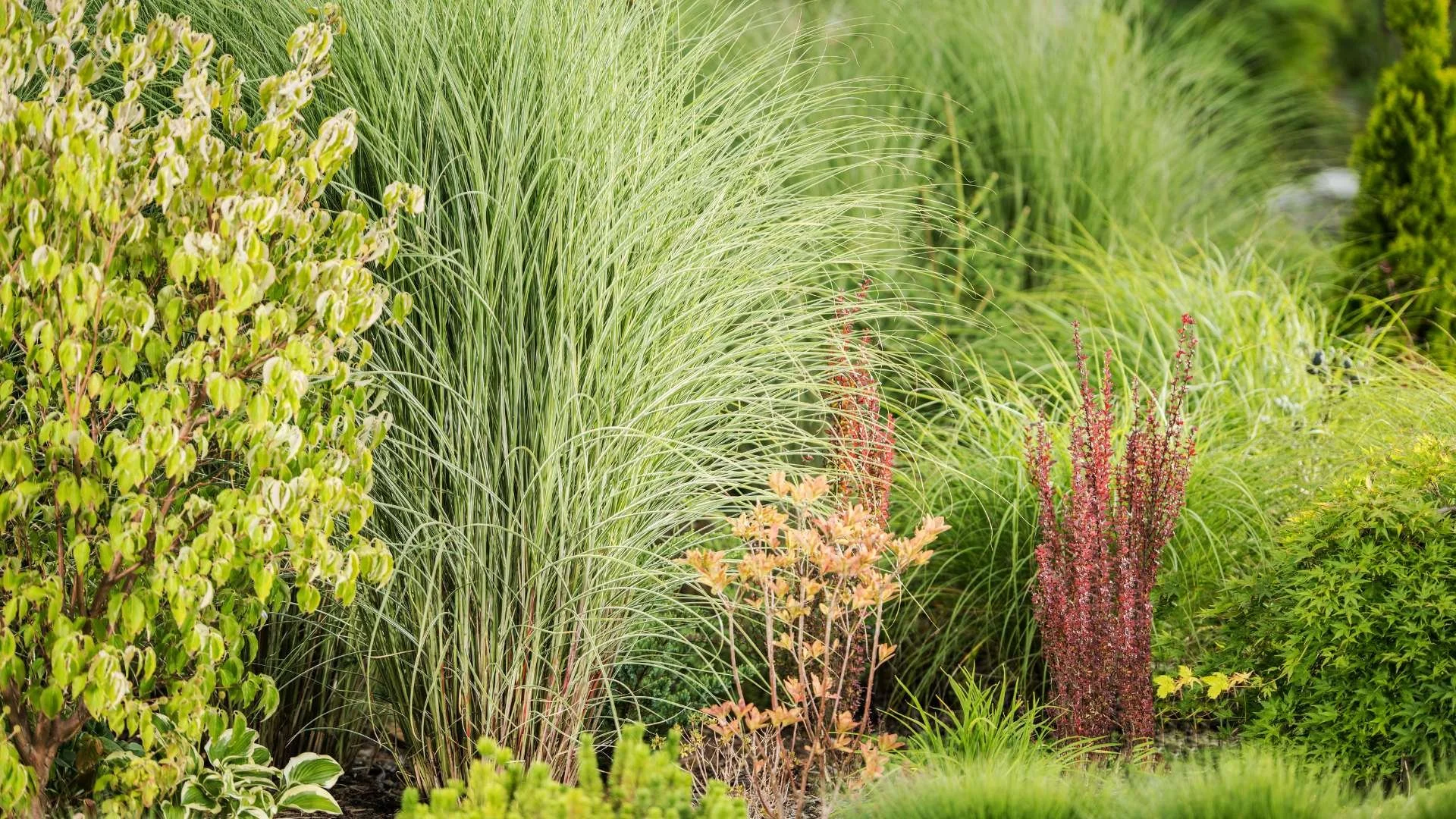 Grass Alternatives: 10 Low-Maintenance Lawn Replacements — EcoGrass