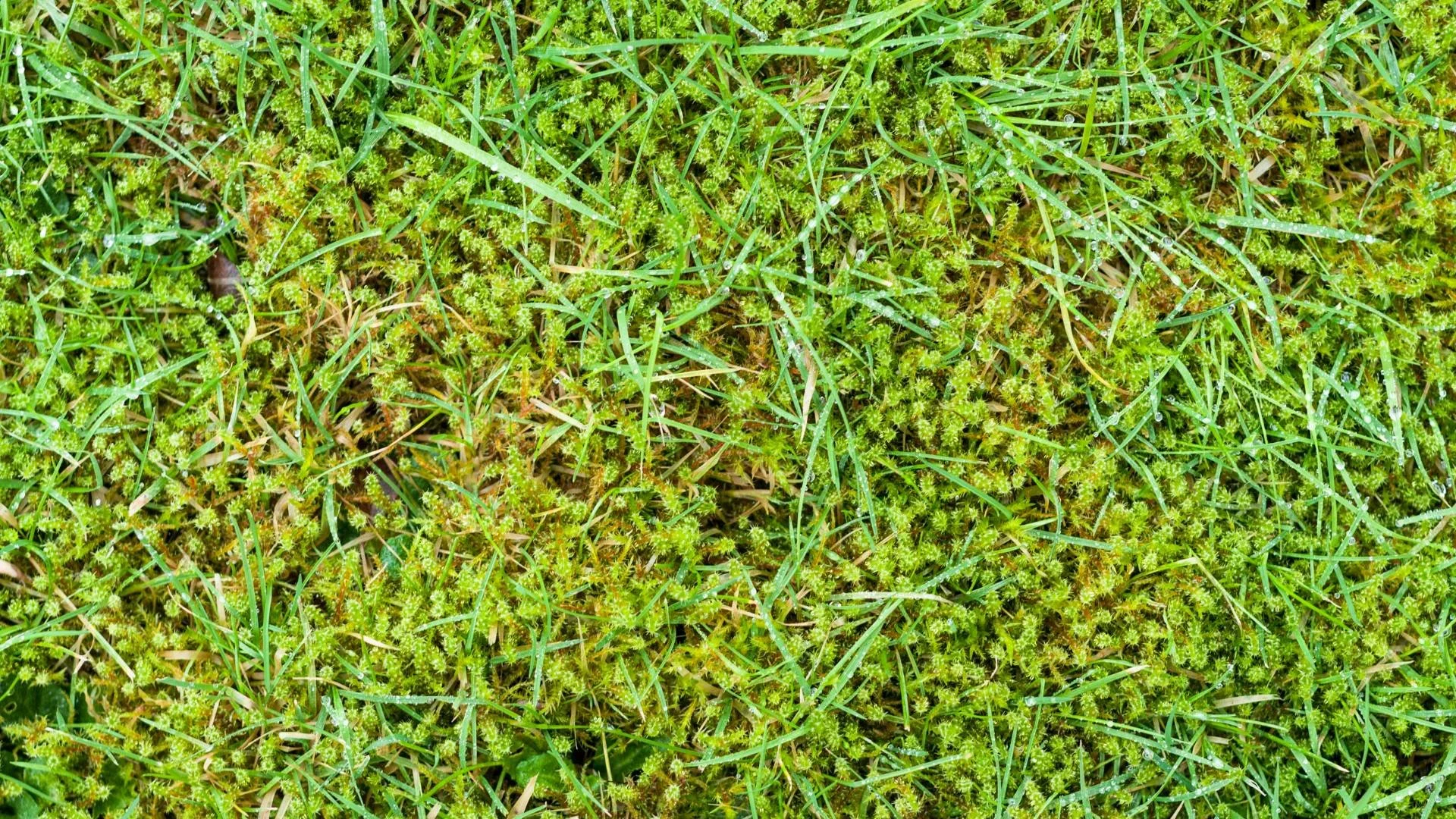 Grass Alternatives: 10 Low-Maintenance Lawn Replacements — EcoGrass