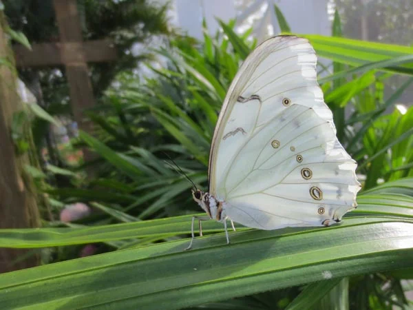 Fairchild Garden’s Butterfly Dreams