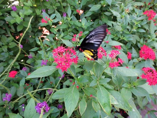 Fairchild Garden’s Butterfly Dreams