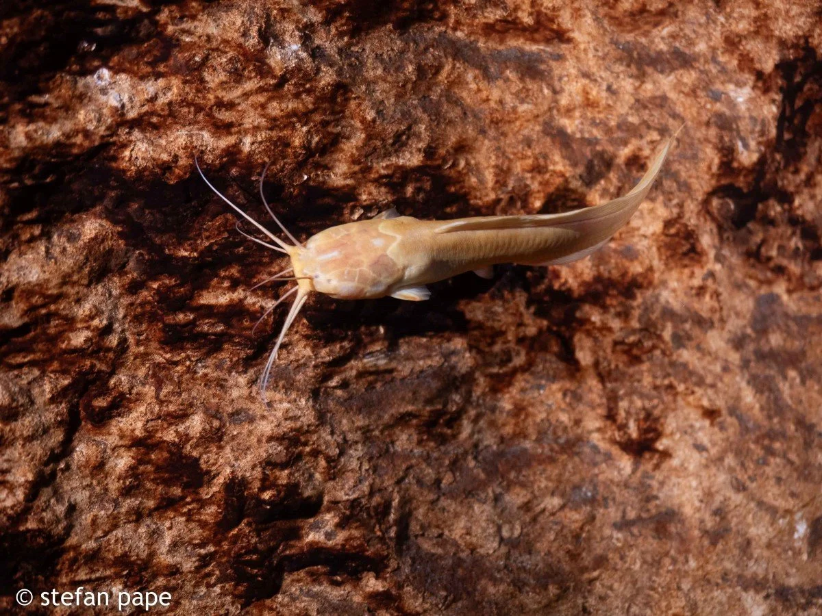 CAVE DIVING — Aigamas Ranch