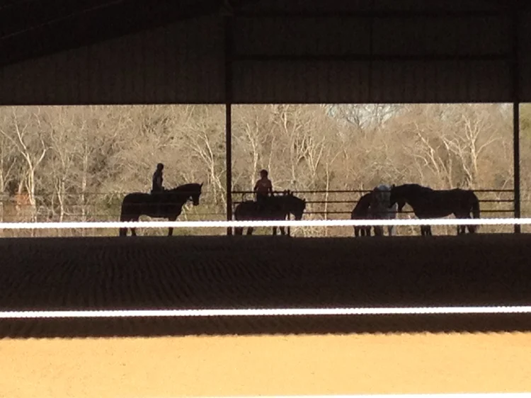 Southern Cross Equestrian