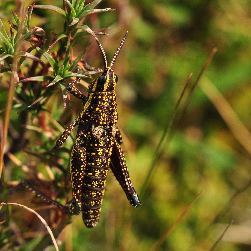 Insect Conservation Lab