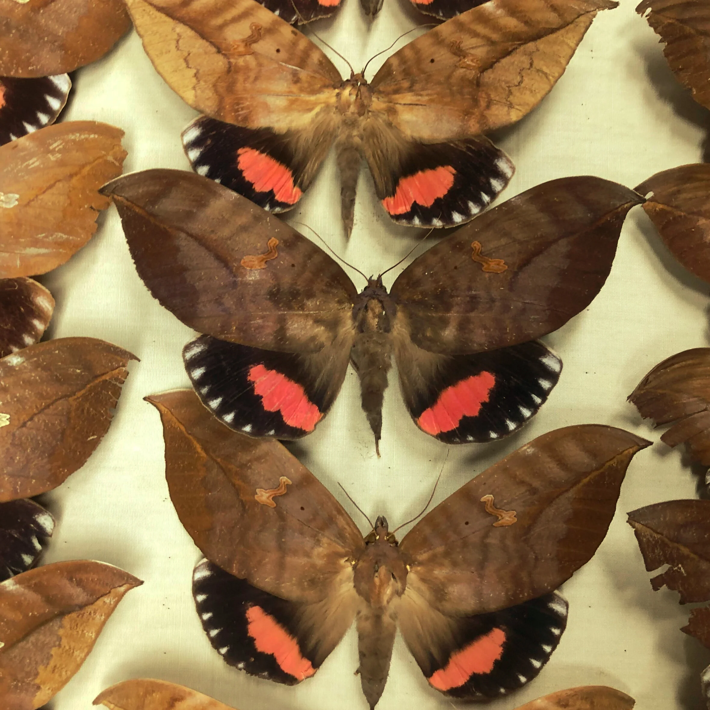 Insect Conservation Lab