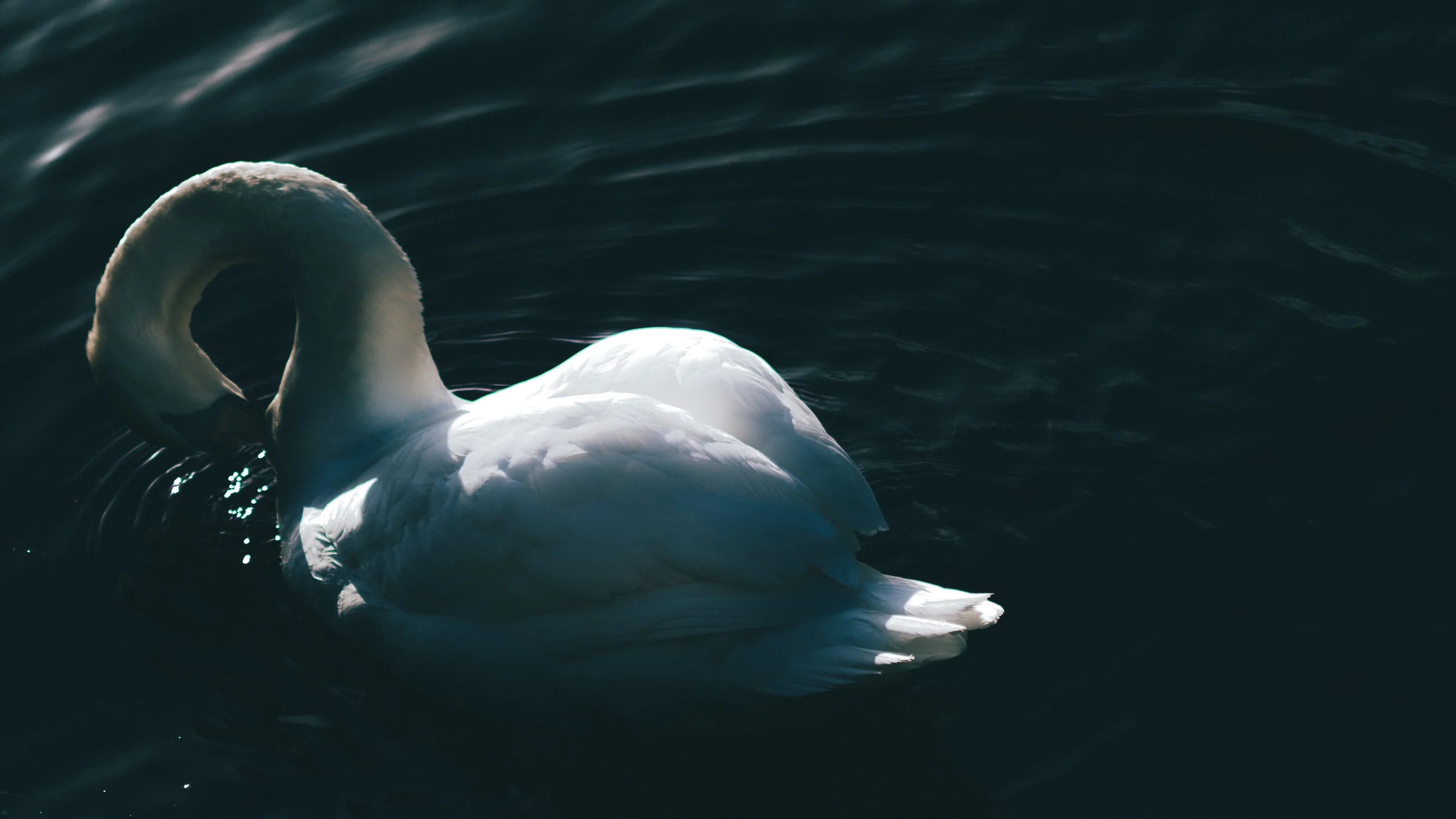 Irish Swan — The boy the earth sings to