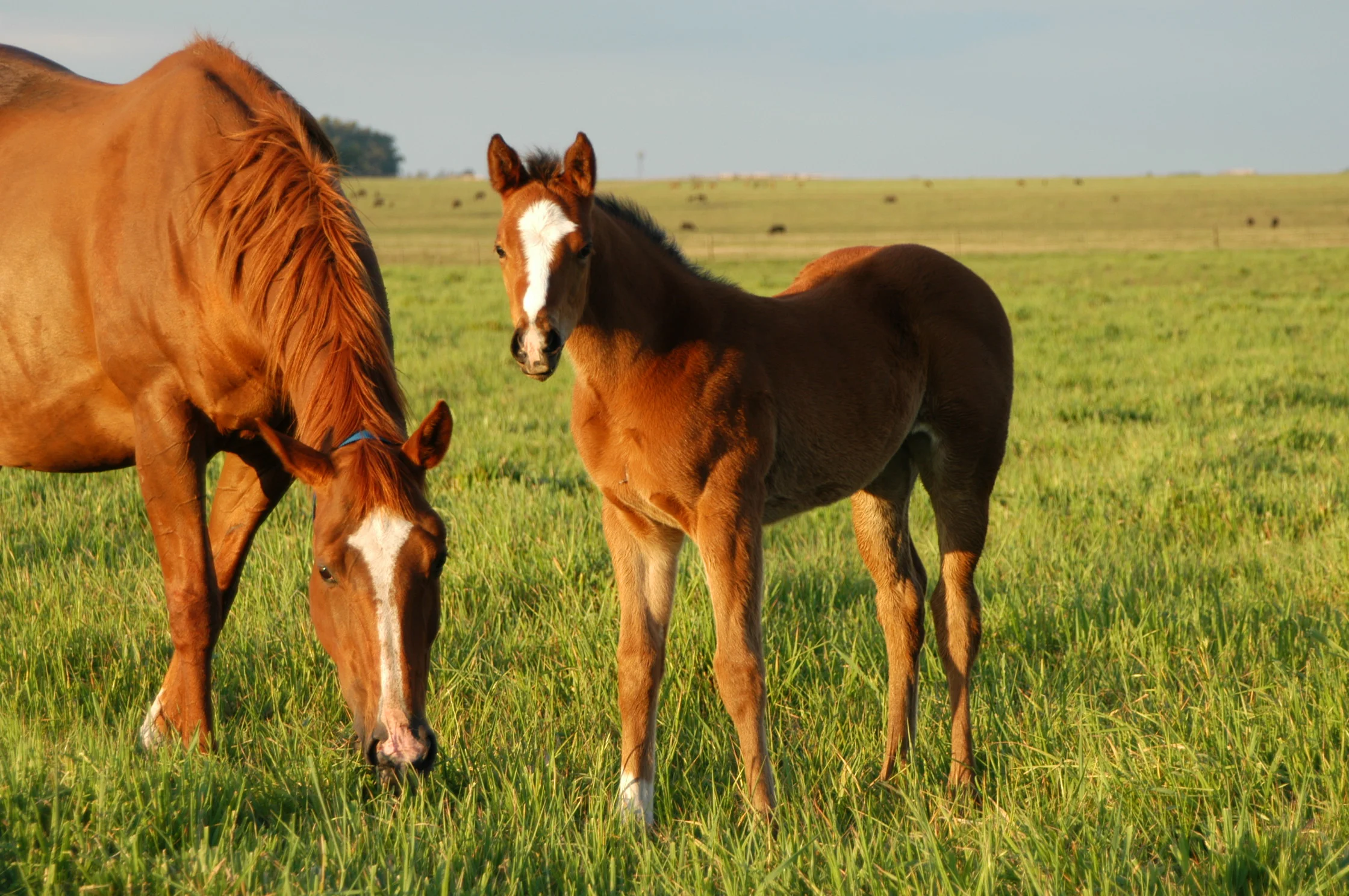 Yeguas Madres — Haras El Paraiso