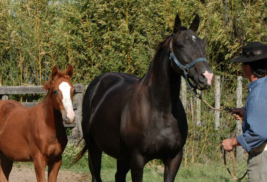 Yeguas Madres — Haras El Paraiso