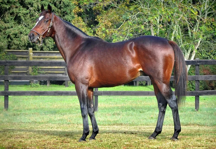 MASTER OF HOUNDS — Haras El Paraiso