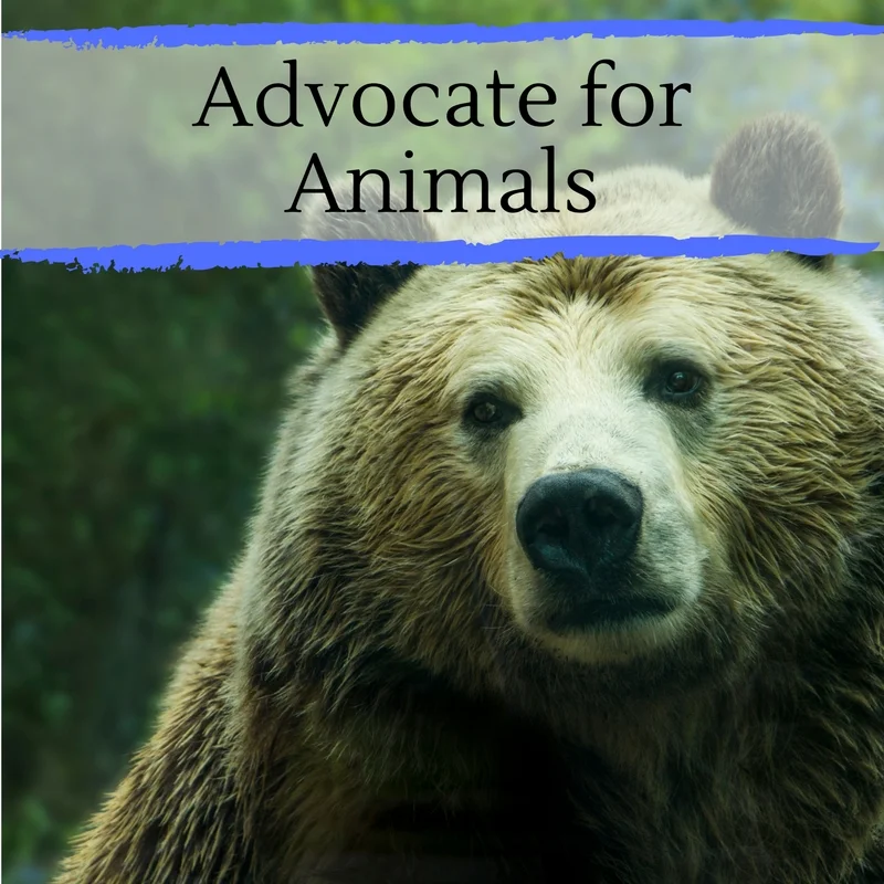 Animal Compasion Showing