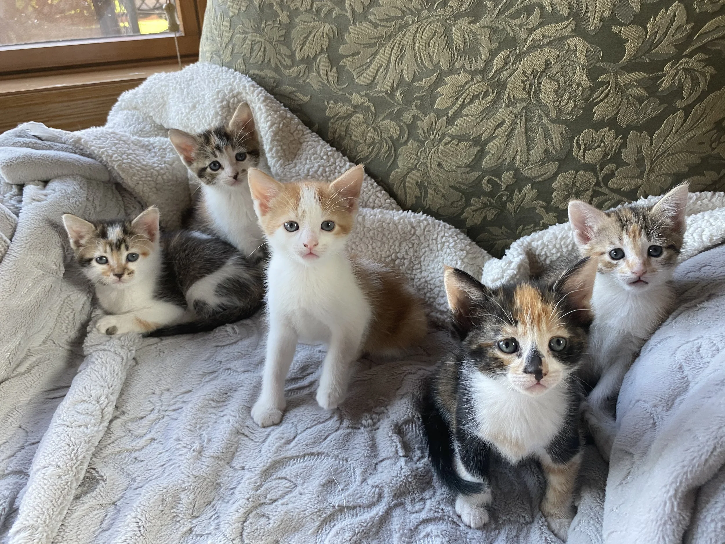 Foster Animals — Doing Good Together™