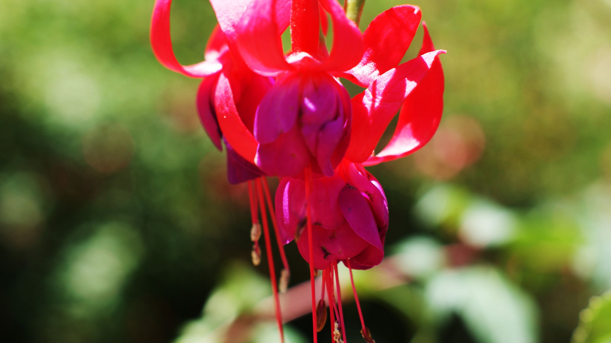Captured: South Bay Botanic Garden — Natetheworld