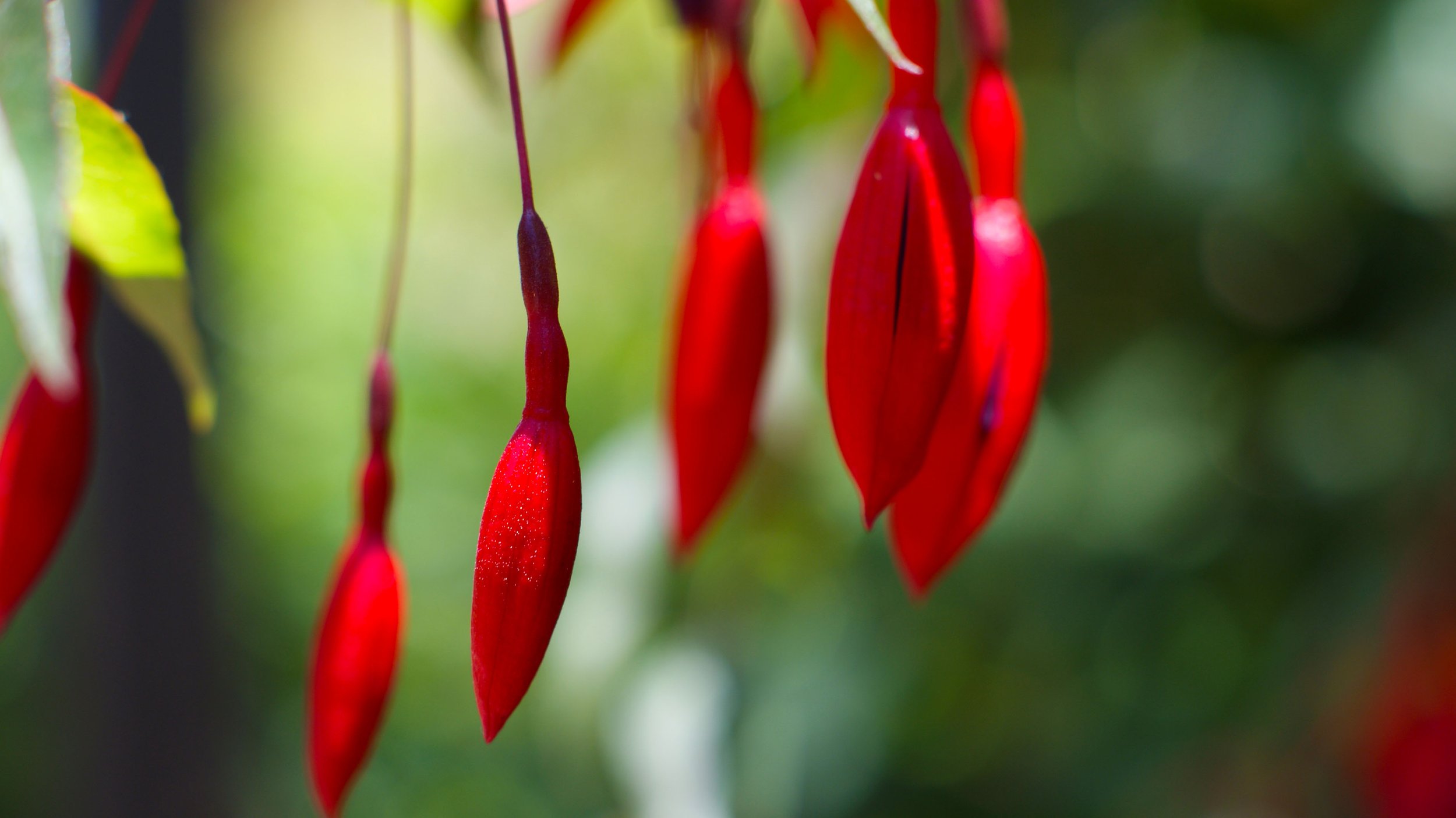 Captured: South Bay Botanic Garden — Natetheworld
