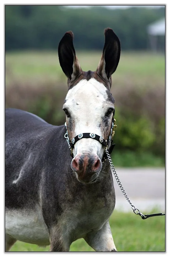 Our Jennets — MALAKAI FARM