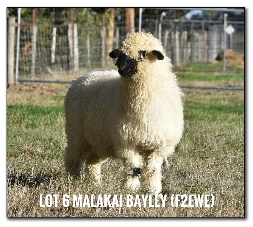 Auction Animal Details — MALAKAI FARM