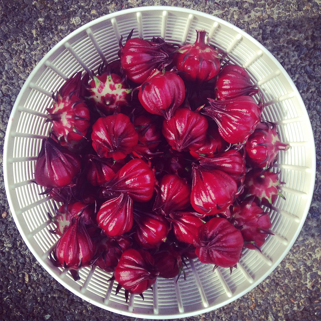 Edible Garden — Lantz Full Circle
