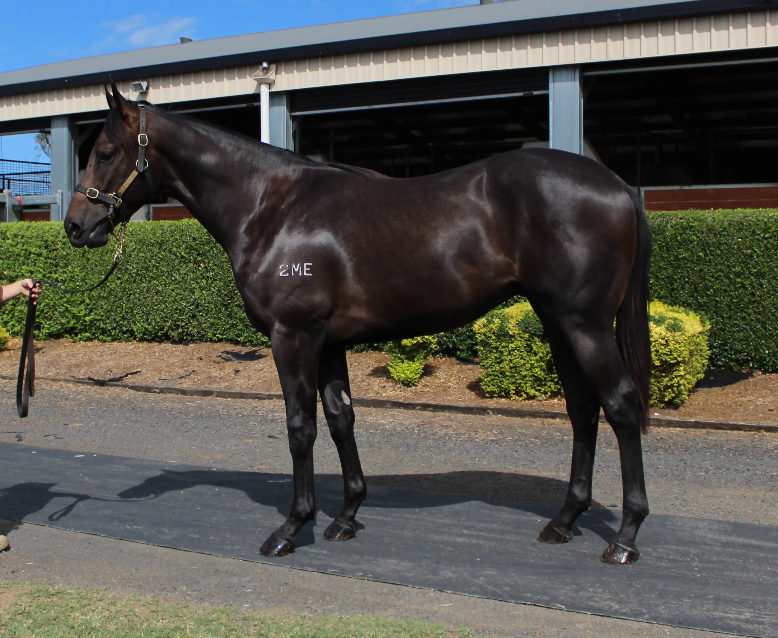 Oakwood Farm - Haigslea, Queensland