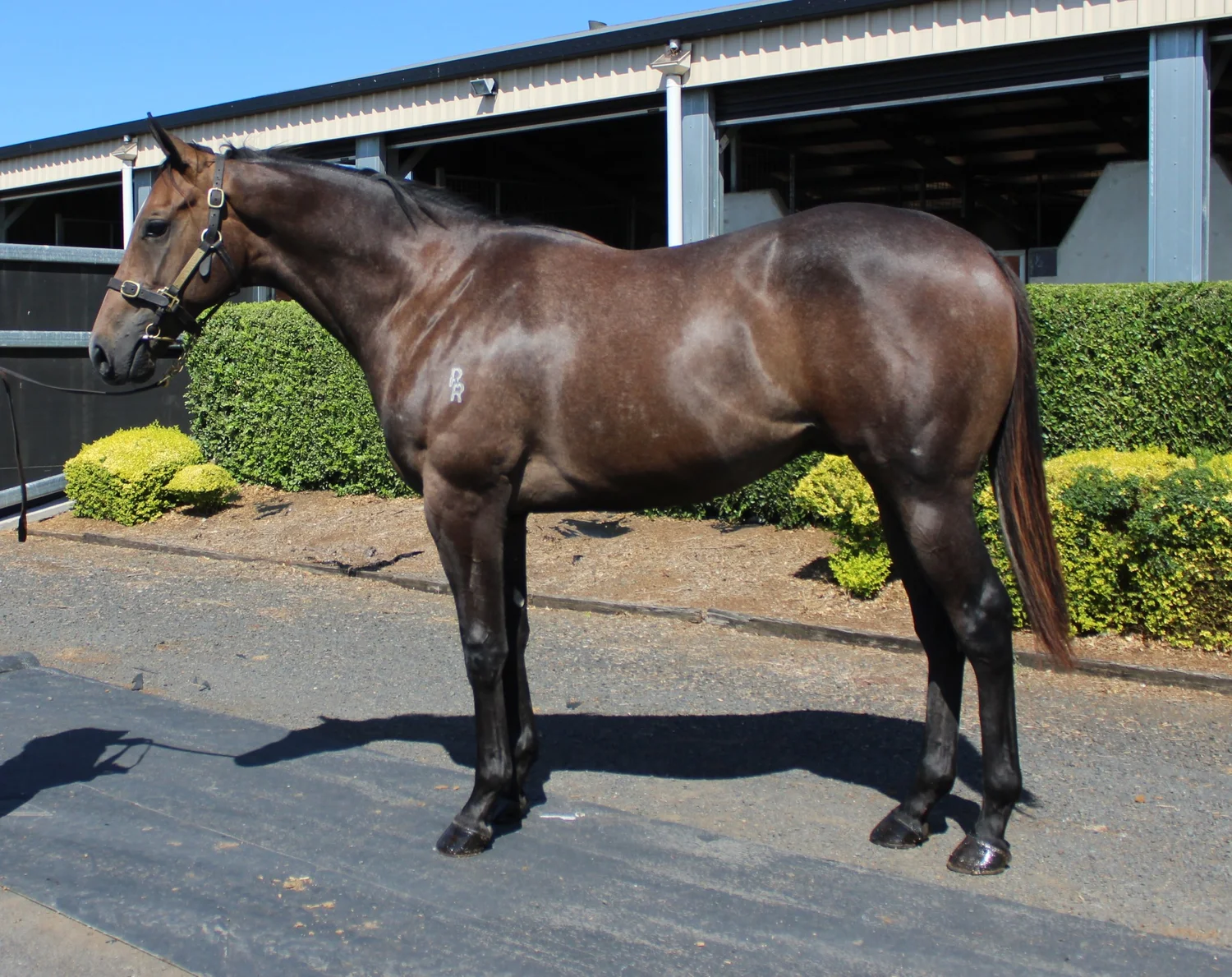Oakwood Farm - Haigslea, Queensland