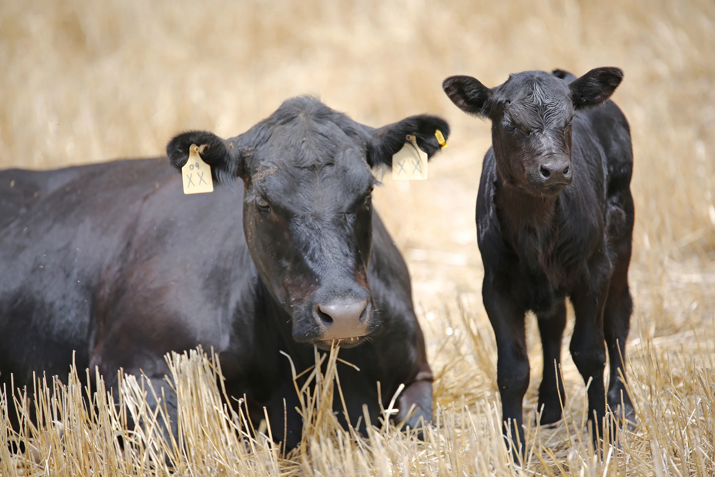 Livestock management — AgriPartner Consulting
