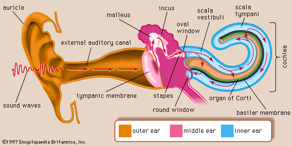 The Auditory System, Explained — The Production Academy