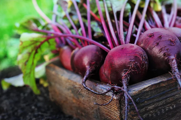 Beetroot and Beet Greens Nutrition — Just Beet It
