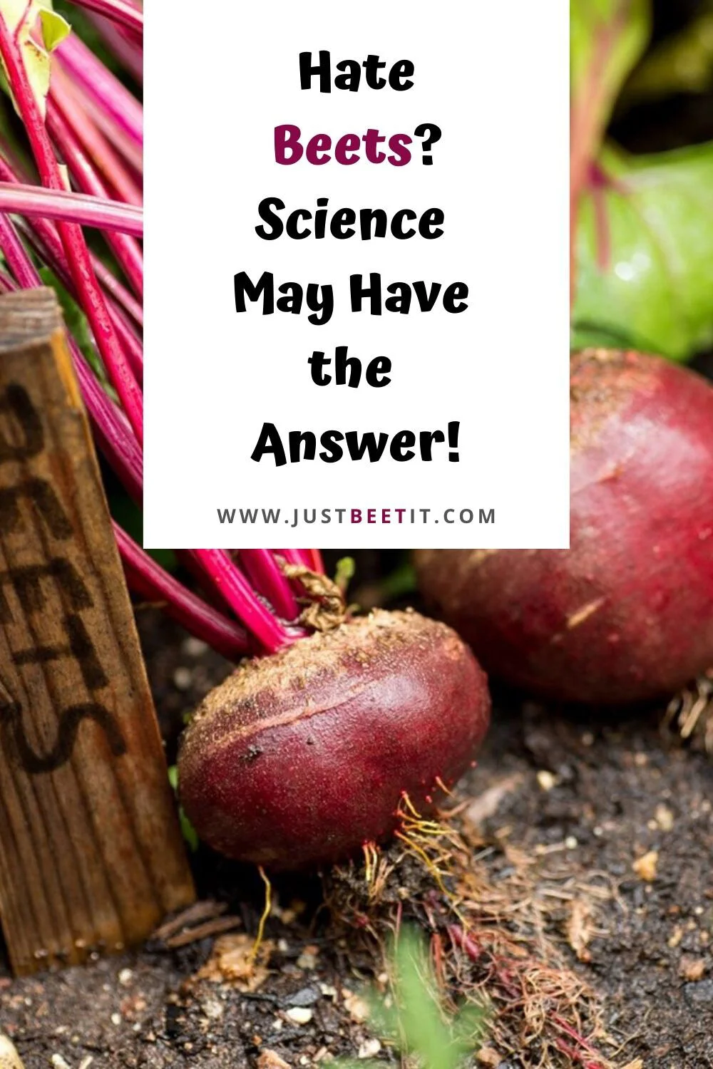 Hate Beets? Science May Have the Answer Why — Just Beet It