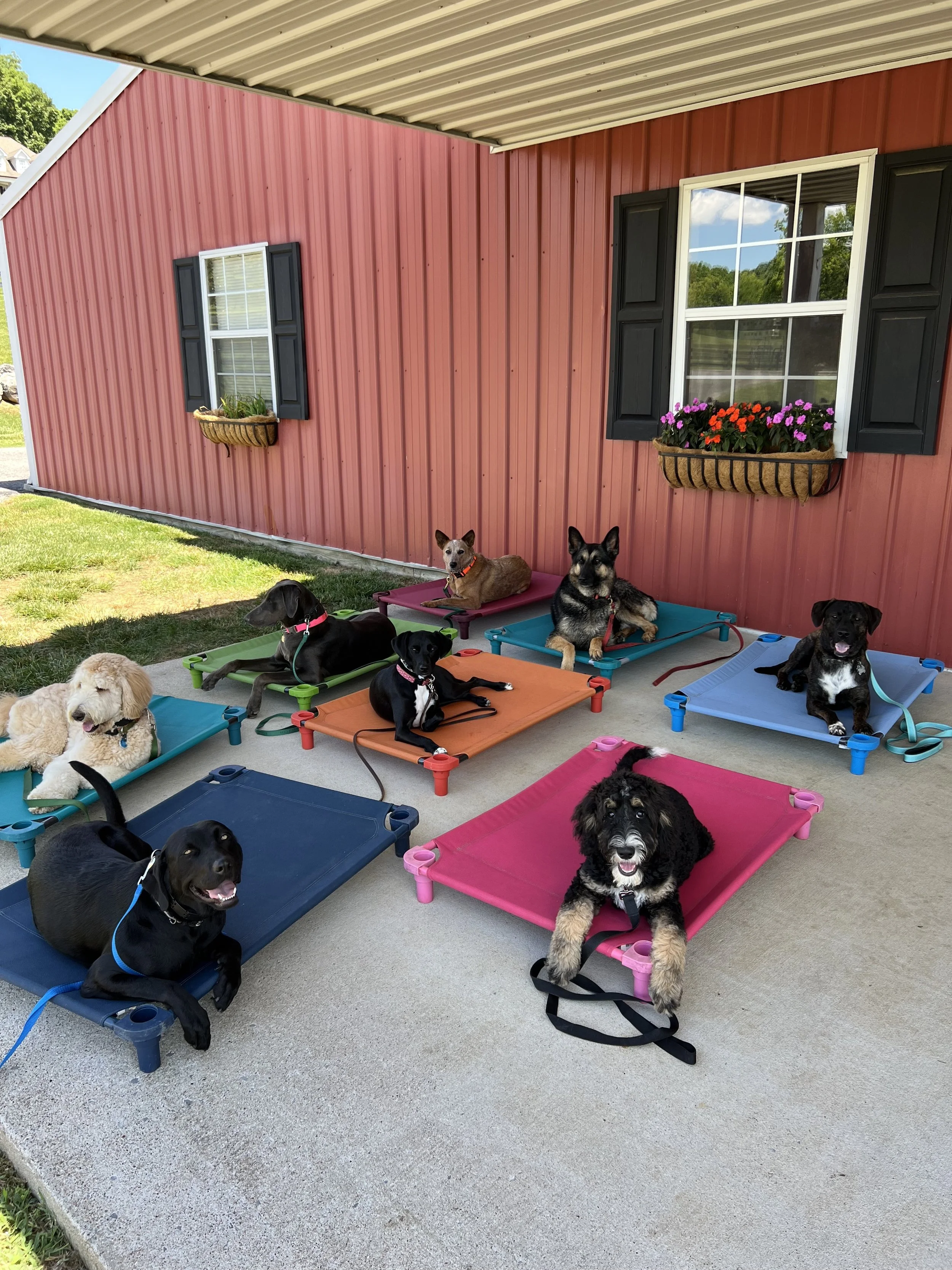 Day Trains - Continuing Education — Fresh Canine Training Academy