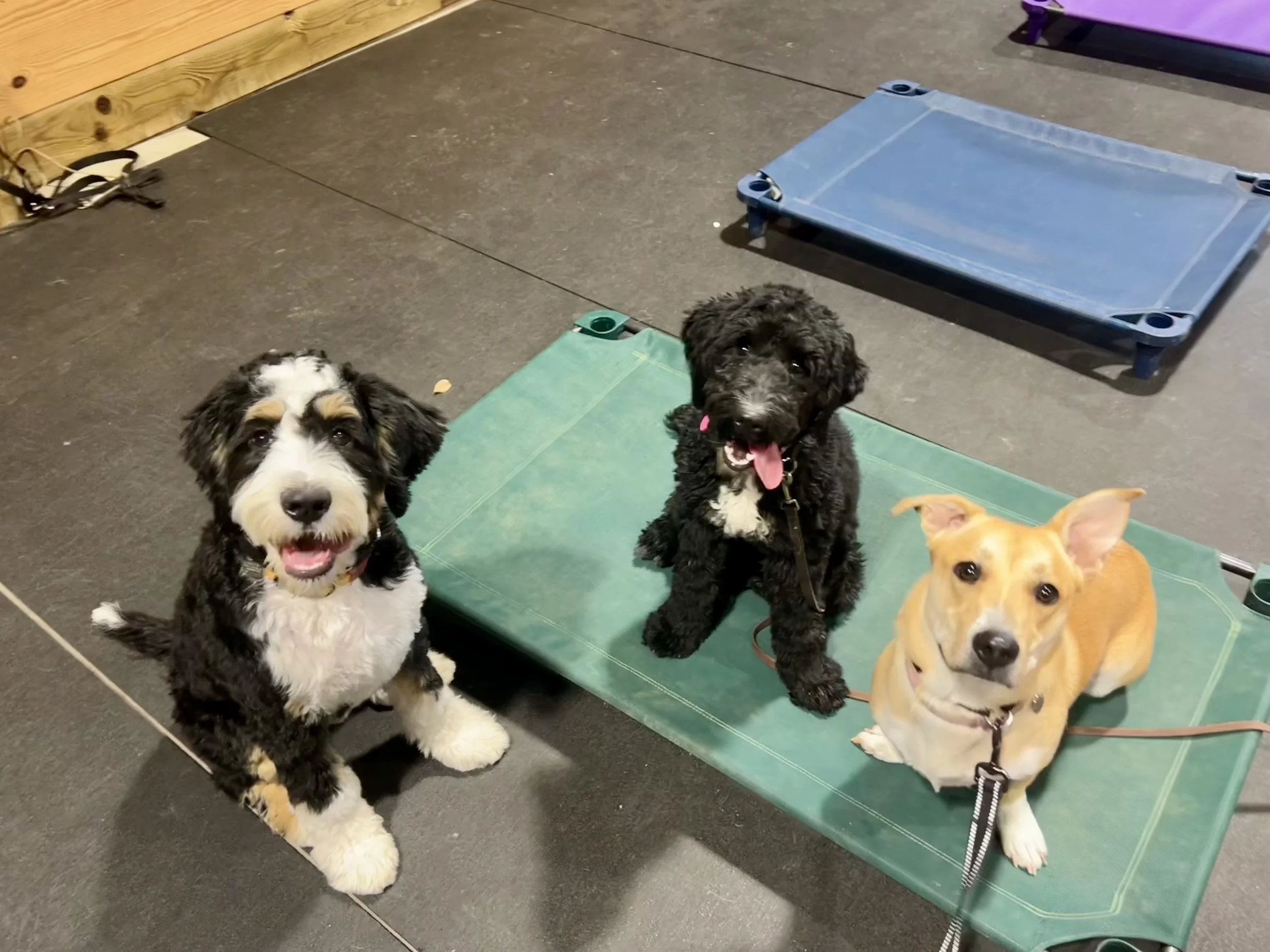 Day Trains - Continuing Education — Fresh Canine Training Academy