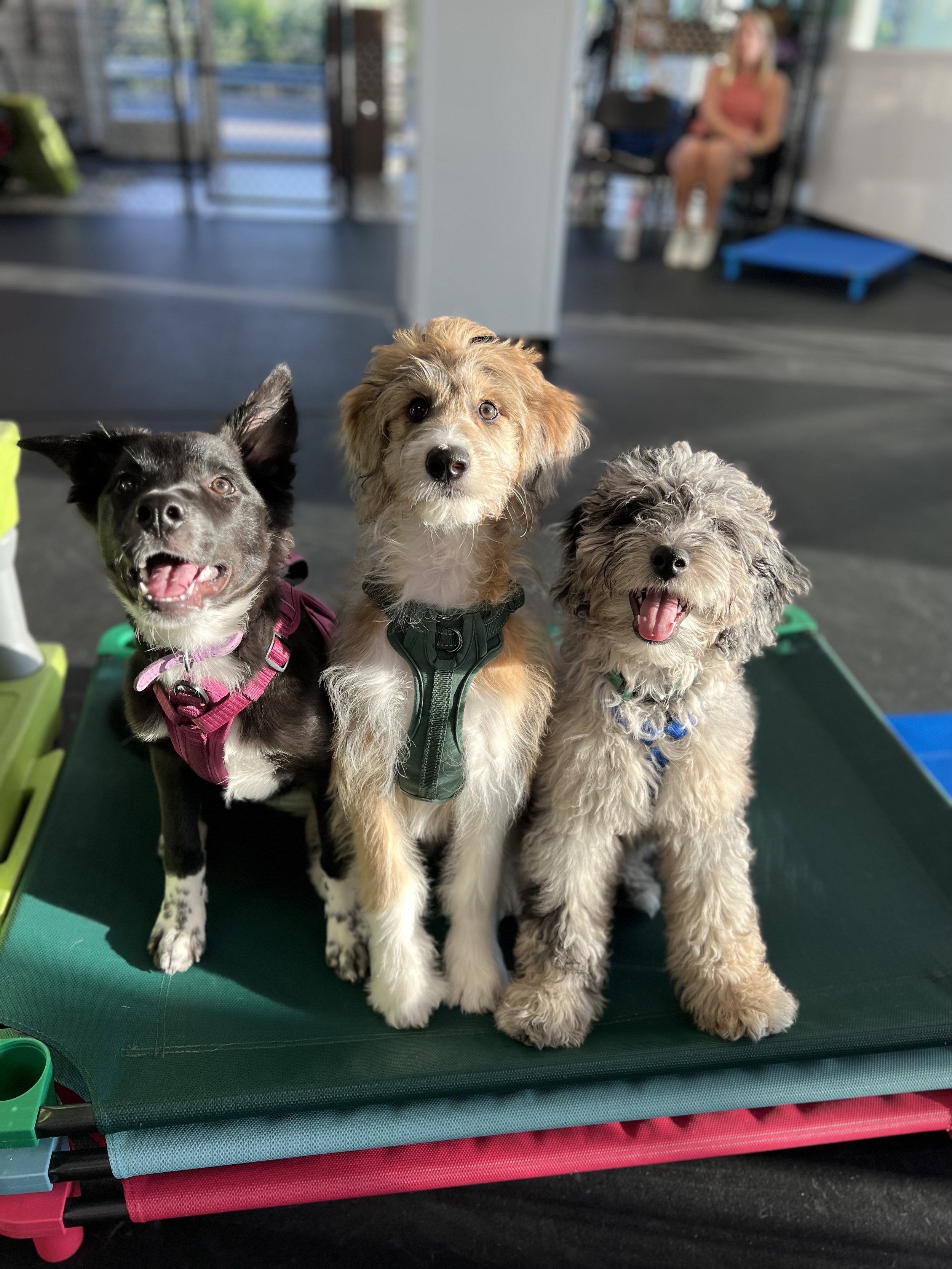 Group Classes — Fresh Canine Training Academy