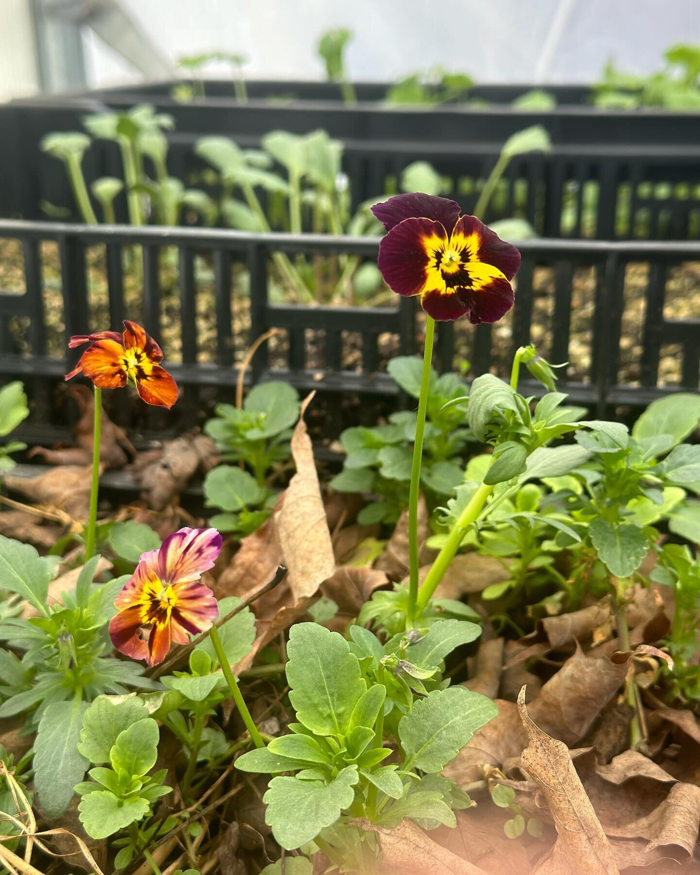 Goode Farm Flowers
