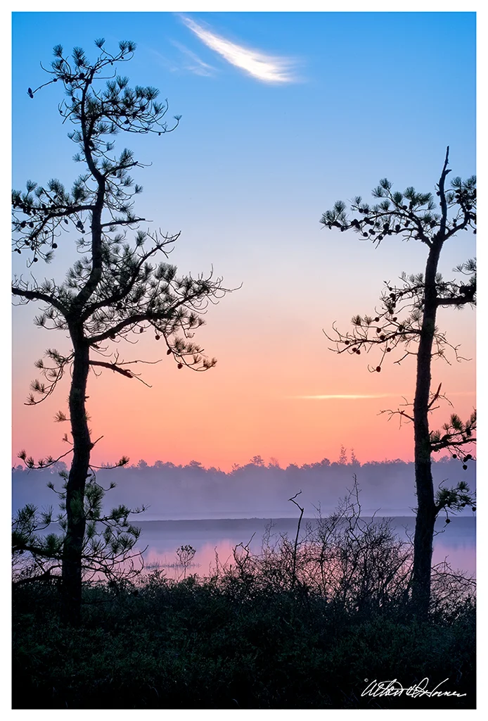 NJ Pinelands Art Photographer | Pine Barrens