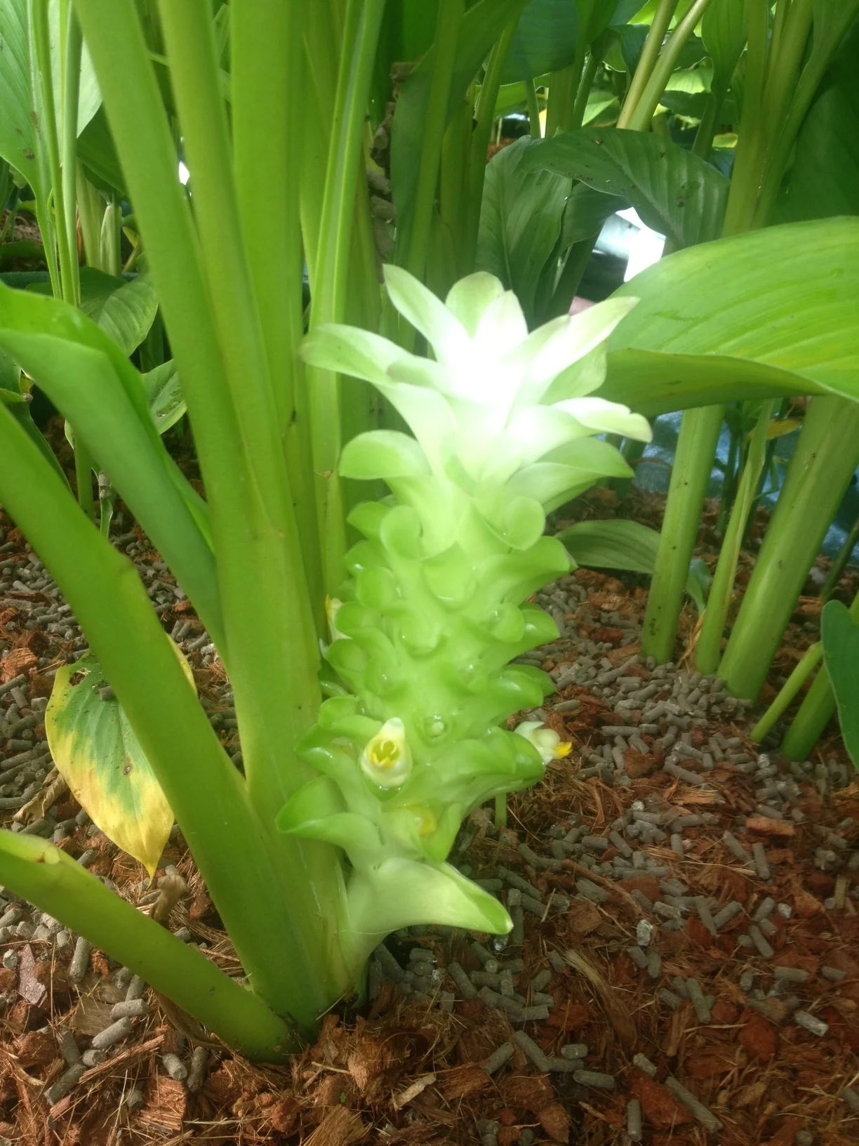 SPROUTING GINGER AND TURMERIC — Hawaii Clean Seed