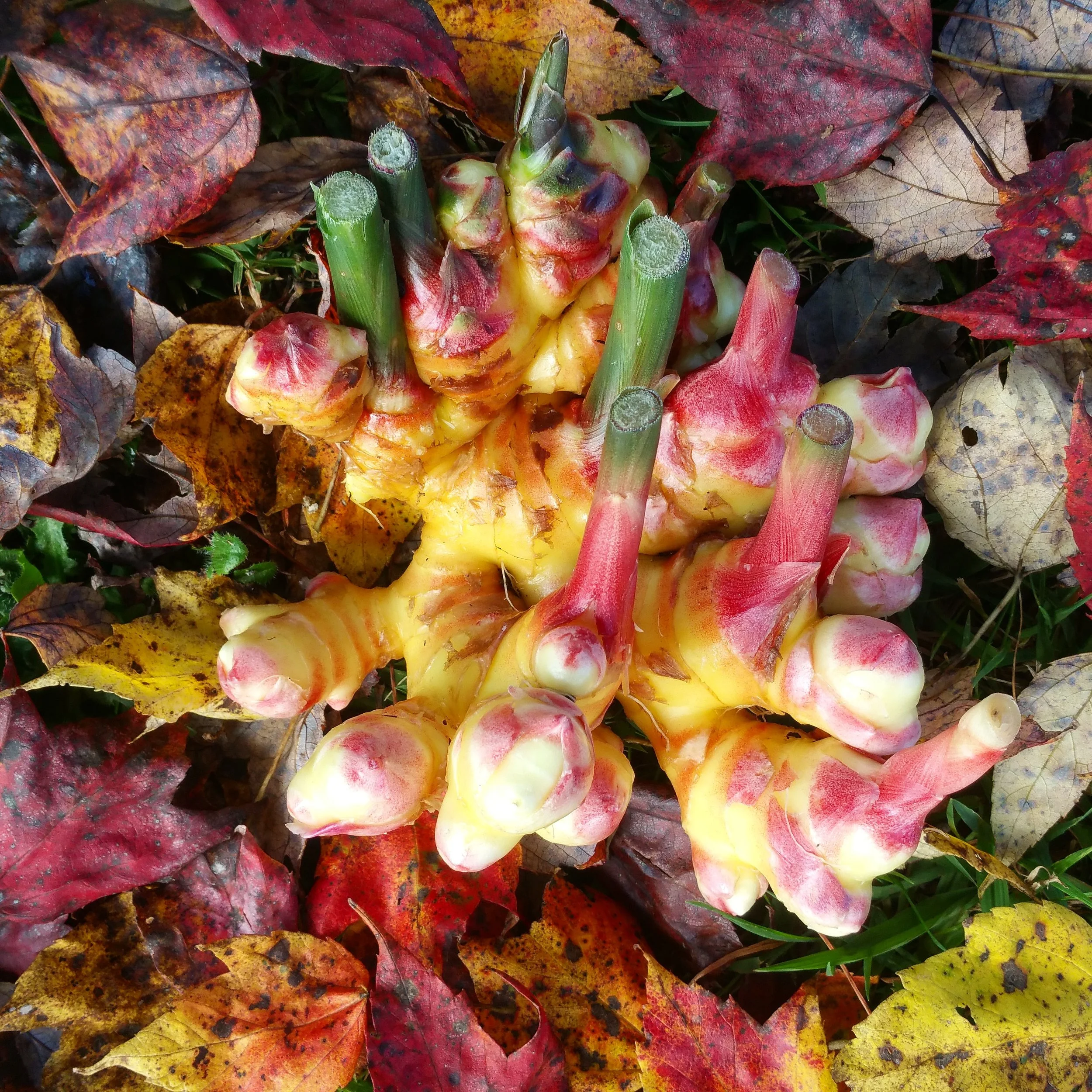 Yellow Ginger, Certified Organic — Hawaii Clean Seed