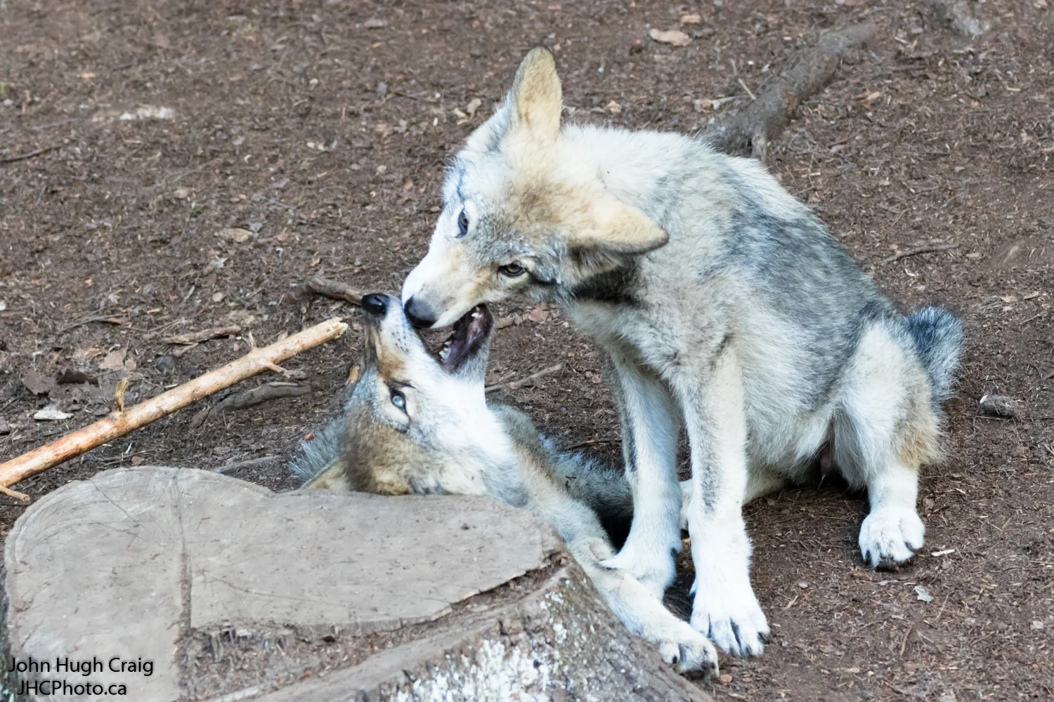Timber Wolf Pups