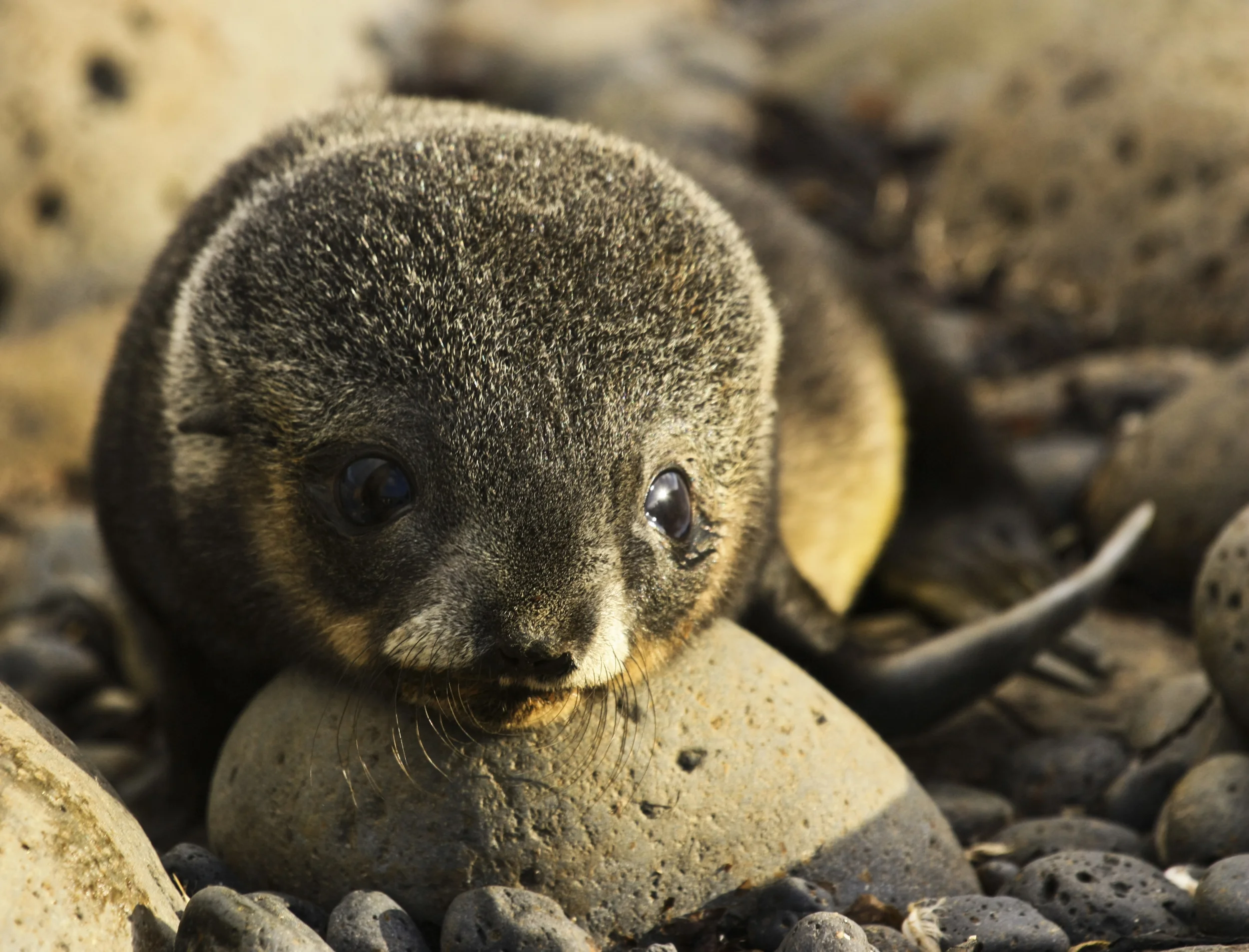 Trend changes in southern fur seal pup populations at Marion Island ...