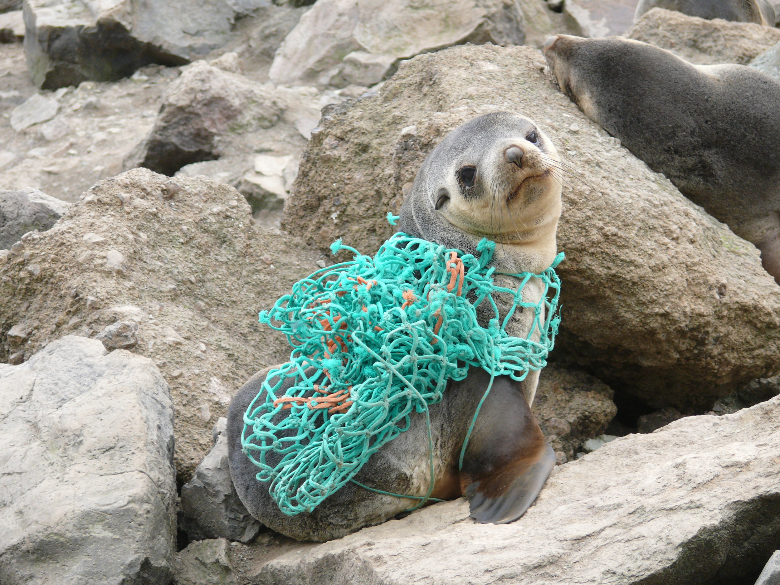 Global review of seal entanglement published! — Marion Island Marine ...