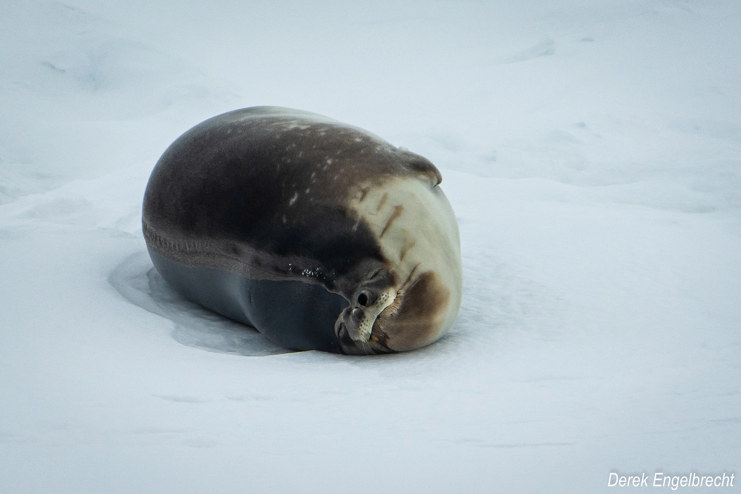 MIMMP sealers studying Ross seals in Antarctica — Marion Island Marine ...