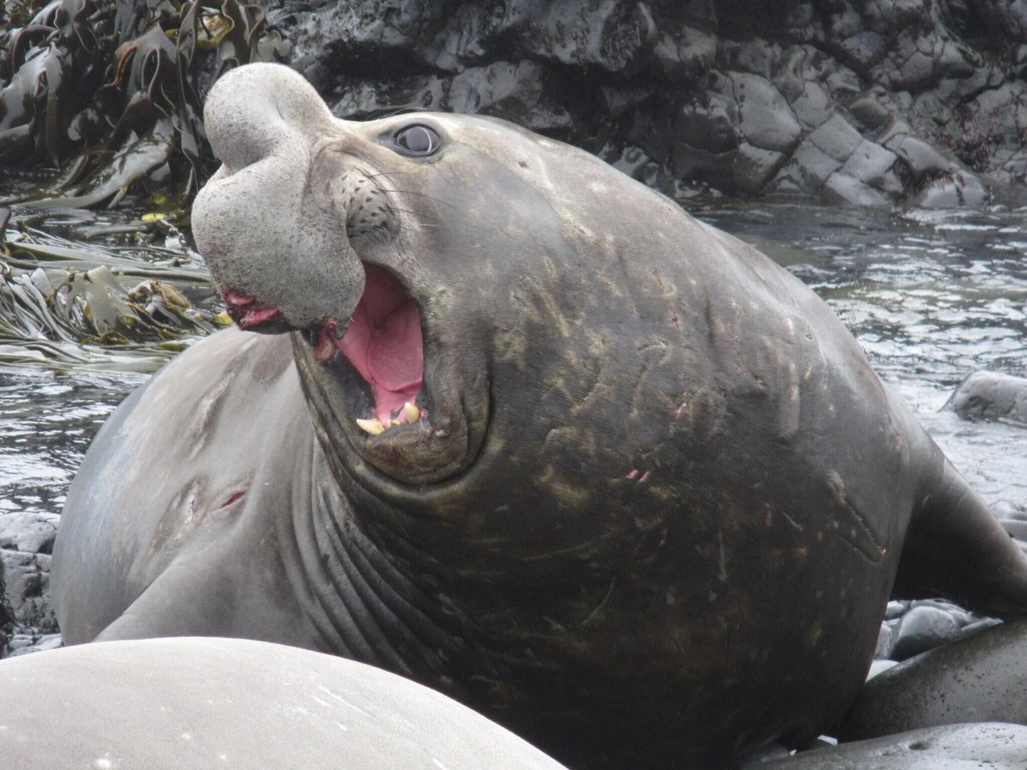 New MIMMP research: dominant male elephant seals do better! — Marion ...