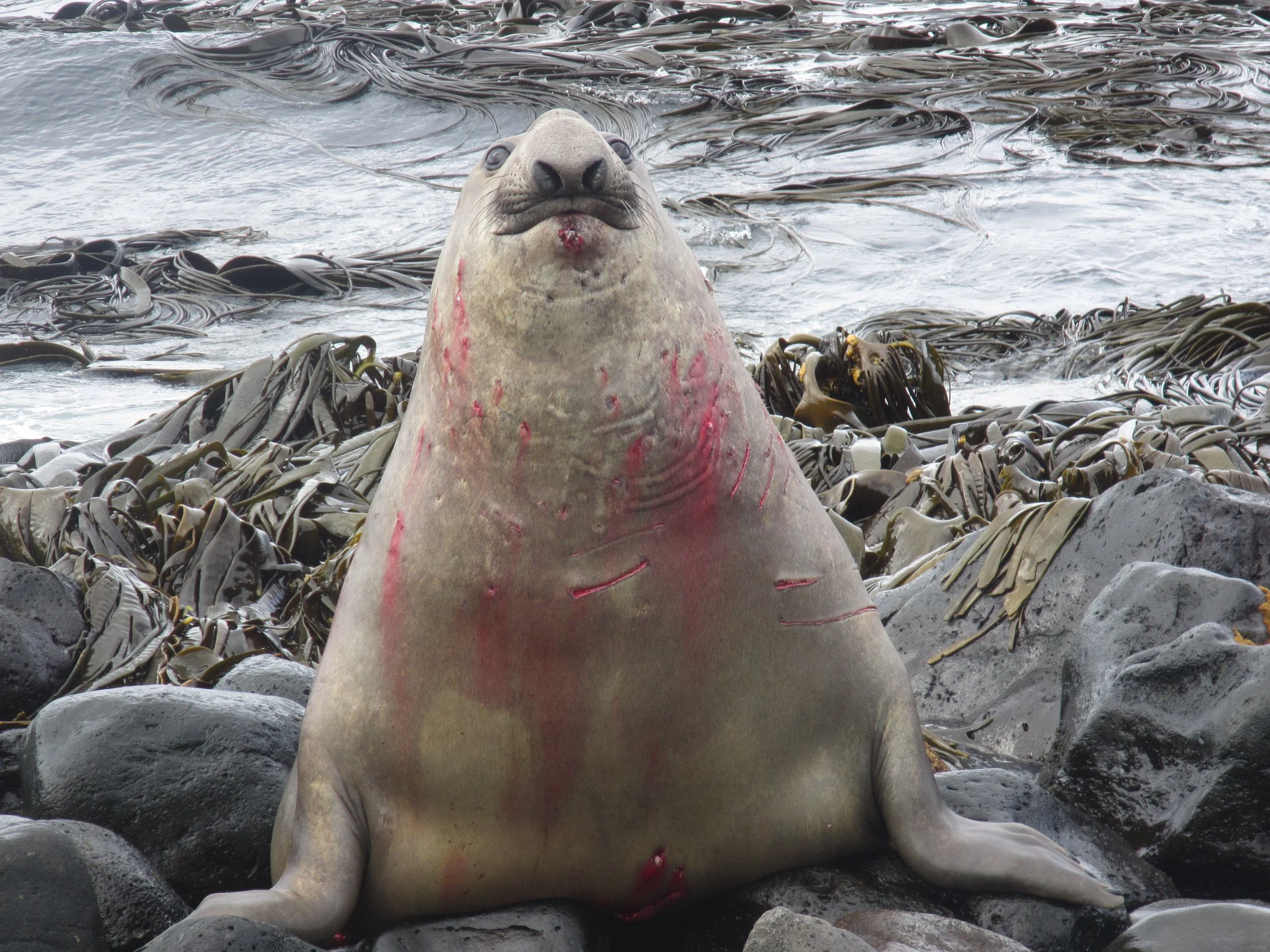 New paper! Density-related reproductive costs and natal conditions ...