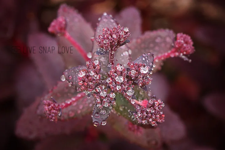 10 Tips for Better Macro Photos