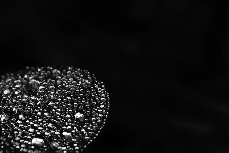 Macro Photography Settings, Tips and Ideas!